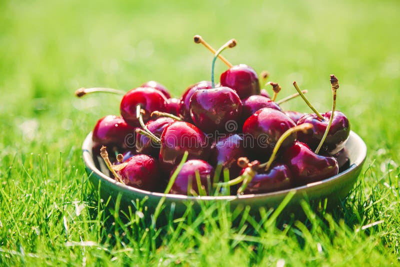 Bowl with Fresh Cherry on a Grass Stock Photo - Image of healthy, grass ...