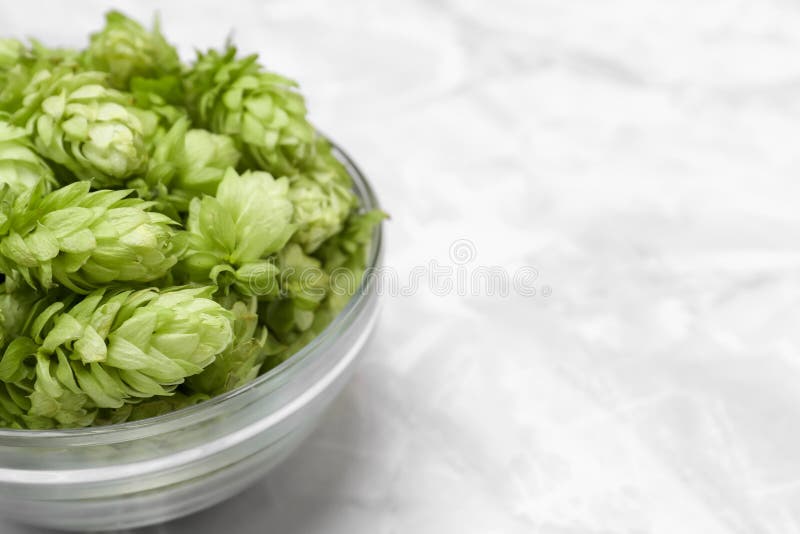 Bowl of Fresh Green Hops on Light Grey Marble Table, Closeup. Space for ...