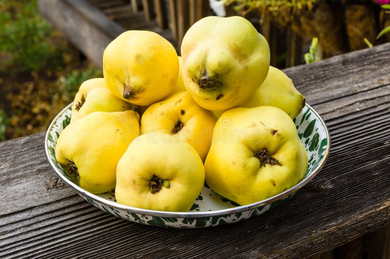 Bowl of Fresh Picked Quince Stock Photo - Image of nature, produce ...