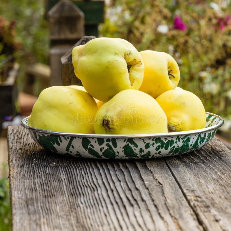 A Bowl and a Jar of Jam: a Quince and a Quince Slice. Stock Photo ...