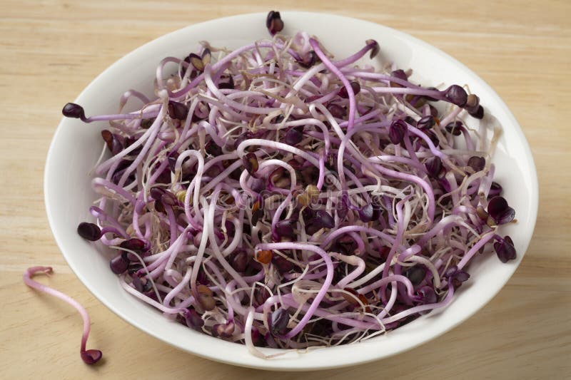 Bowl with Fresh Raw Sango Red Radish Sprouts Close Up Stock Photo ...