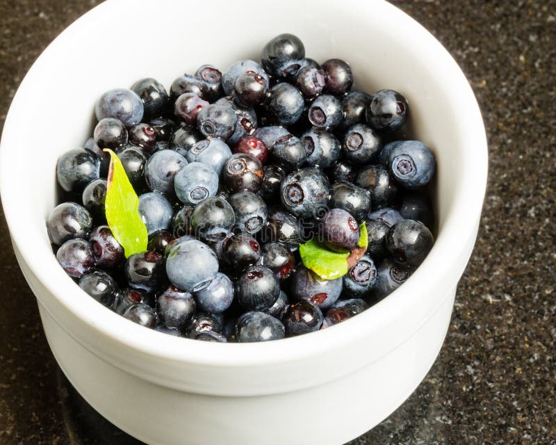 Fresh Huckleberries on the Plant Stock Image - Image of discover ...