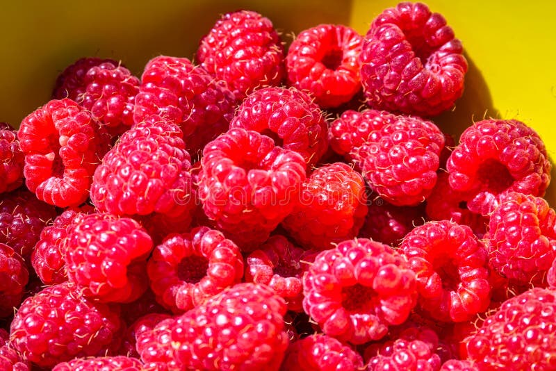 A Bowl Full of Red Raspberries Stock Image - Image of summer, harvest ...