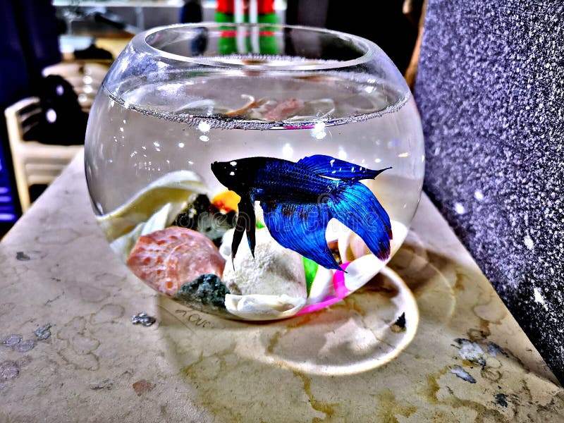 Fighter Fish Bowl Stock Photos - Free & Royalty-Free Stock Photos from ...