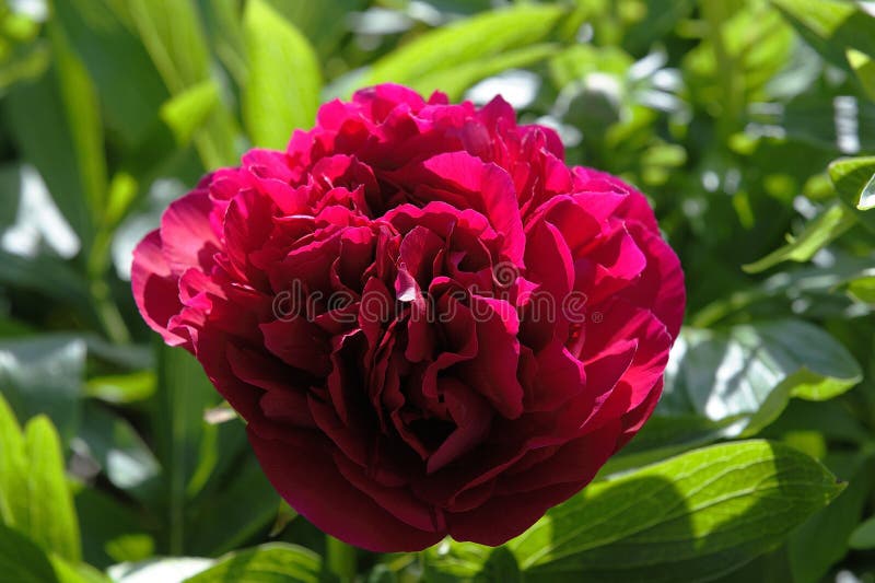 Bowl Shaped Red Peony Flower Stock Photo - Image of flowers, peony ...