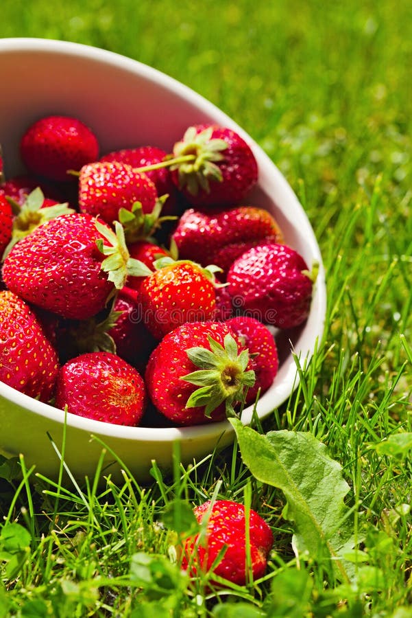 Bowl of Strawberries on the Table Stock Photo - Image of large, health ...
