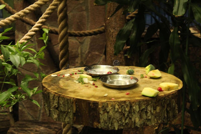Bowl of Water Vegetables on the Stump of the Monkey Feeding Table in ...