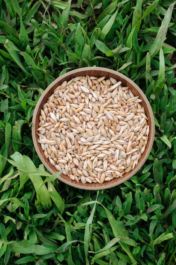 Bowl of Wheat Grains on Green Grass Stock Photo - Image of agriculture ...