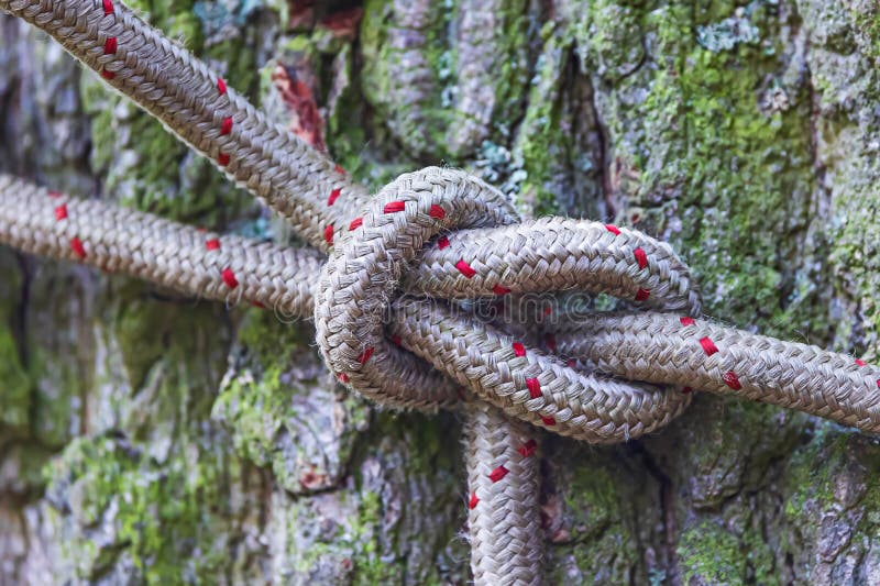 Bowline Loop for Securing the Climbing Rope Stock Photo - Image of ...