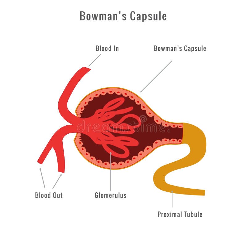 Bowmans Capsule Stock Illustrations – 29 Bowmans Capsule Stock ...