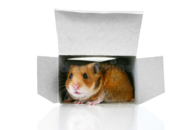 465 Rat Trap Box Stock Photos - Free & Royalty-Free Stock Photos from ...