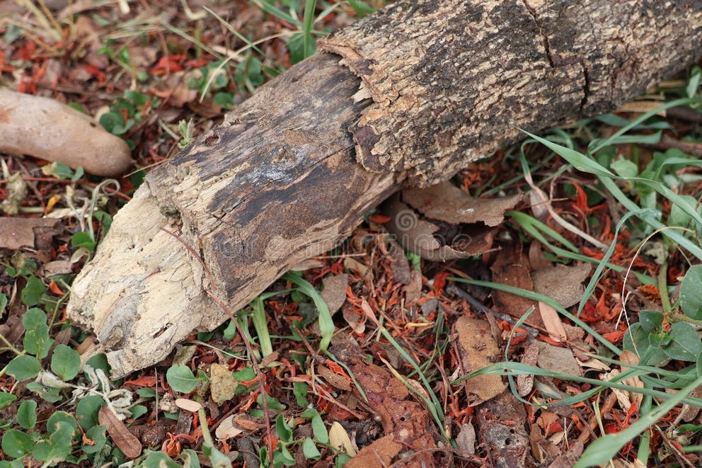 Box Above a Large Broken Log on the Floor in a Tropical Forest. Stock ...