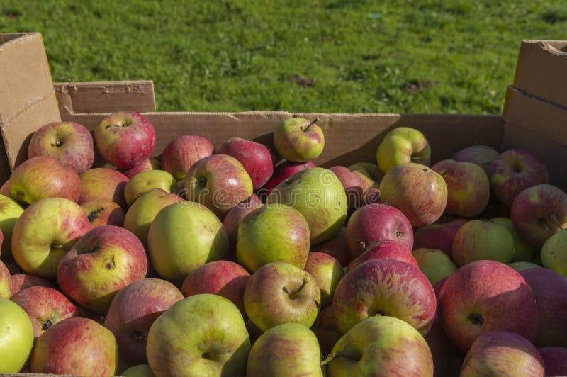Box of apples. stock image. Image of homemade, production - 120088083