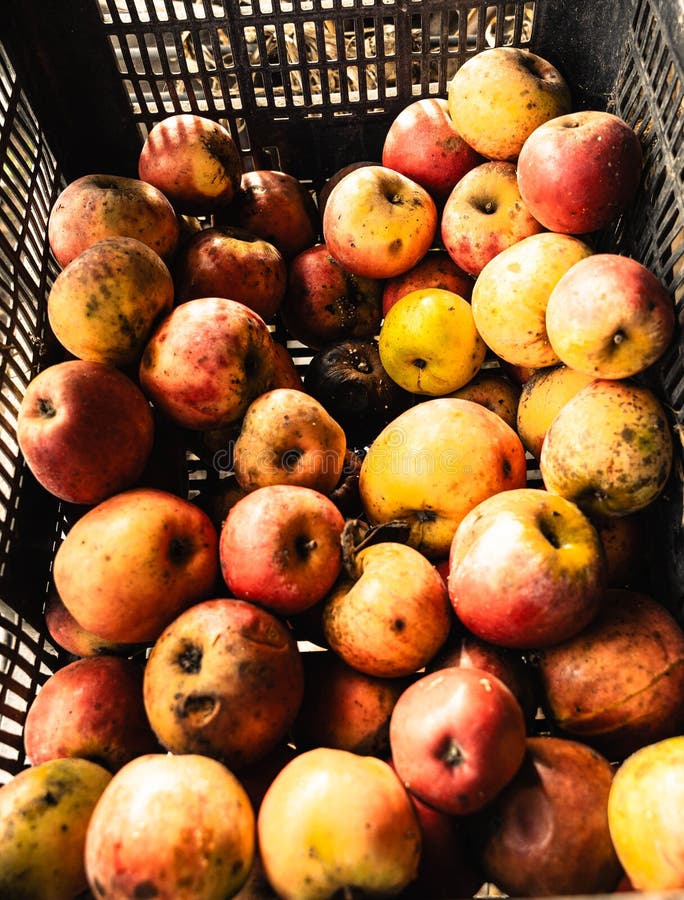 Box with apples stock photo. Image of seasonal, season - 305202778