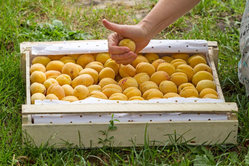 Box with apricots and hand stock photo. Image of lifestyle - 75076348