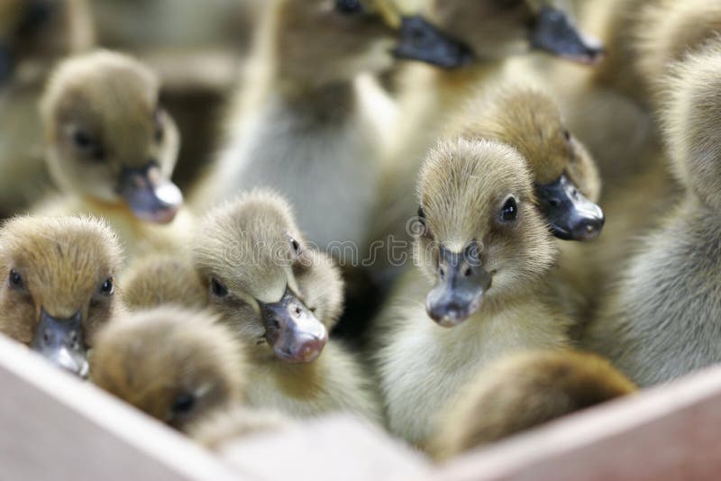 Box of Baby Ducks stock image. Image of downy, fowl, container - 4187707