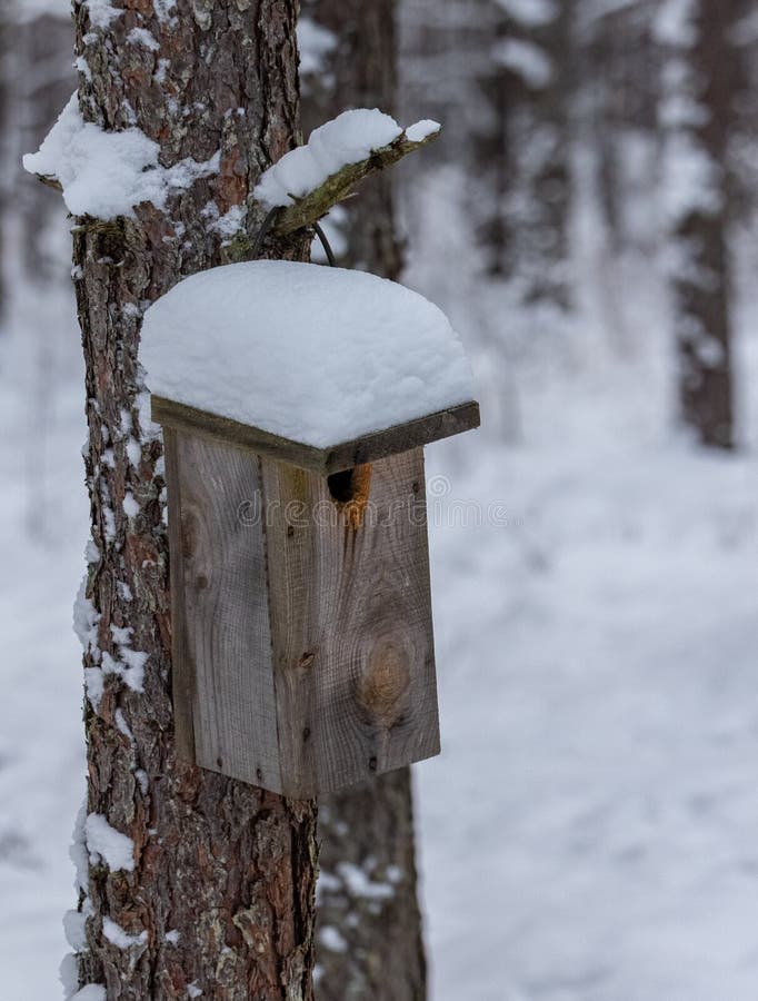 Box for Birds in Tree in the Winter Stock Photo - Image of small, hole ...