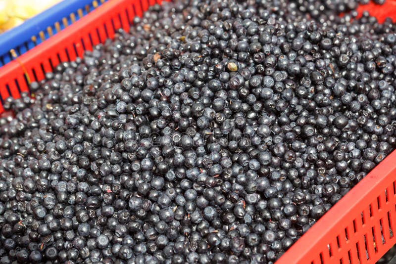 Box of blueberries stock image. Image of vitamin, snack - 84816355