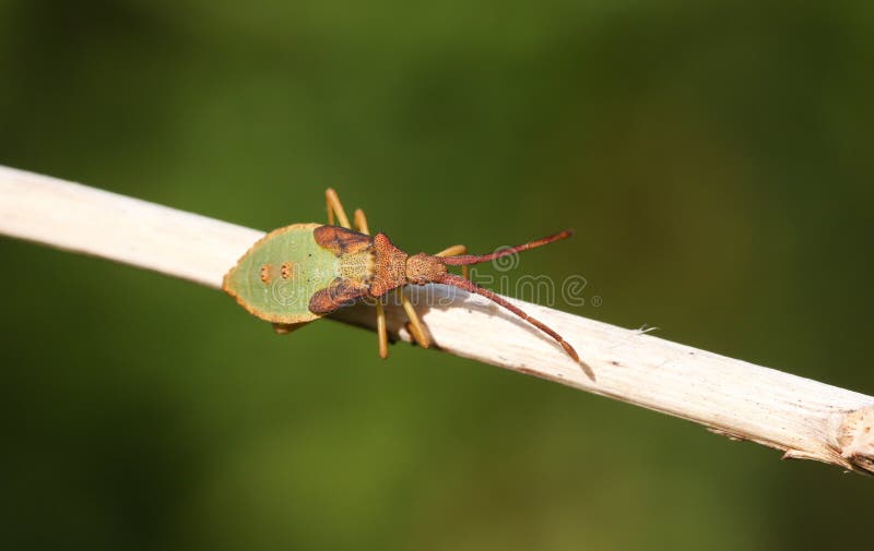 A Box Bug Gonocerus Acuteangulatus Perched on a Twig. Stock Photo ...