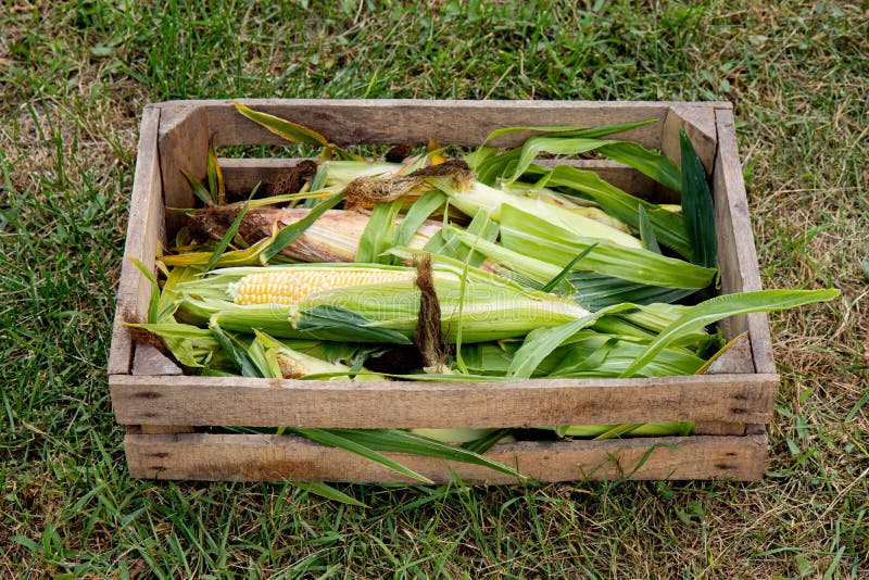 Box of Corn Cobs with Green Leaves Stock Photo - Image of greens, grain ...