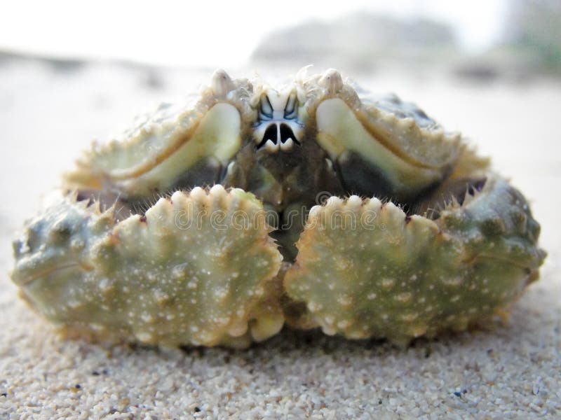 Box crab stock image. Image of rare, animalia, ocean - 236899263
