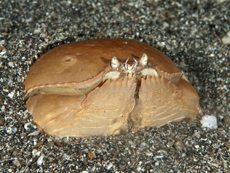 Bearded fireworm stock image. Image of fire, hierro, diving - 33946605