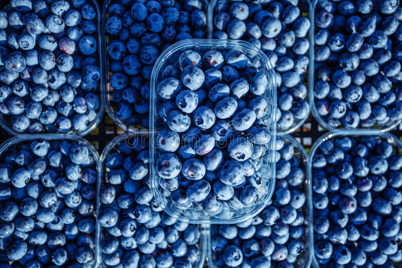 Box or Crate with Collected Fresh Blueberries. Berries Agriculture ...