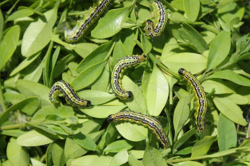 Box Damaged by a Box Tree Moth Stock Image - Image of natural, moth ...