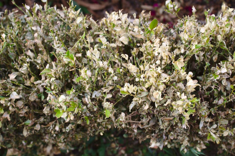 Box Damaged by a Box Tree Moth Stock Photo - Image of bush, outdoor ...