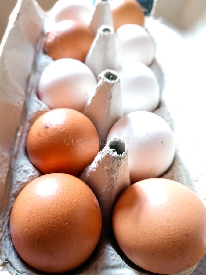 Box of Eggs stock image. Image of protected, inside - 183739813