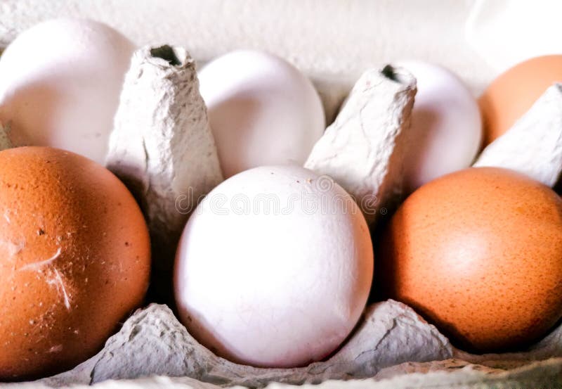 Box of Eggs stock image. Image of blank, shell, boiled - 183740975