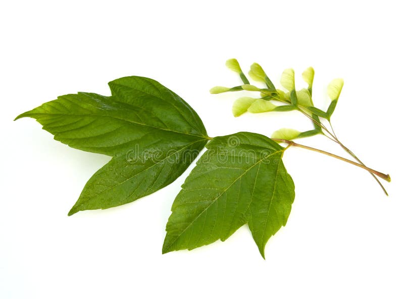 1,414 Box Elder Tree Stock Photos - Free & Royalty-Free Stock Photos ...