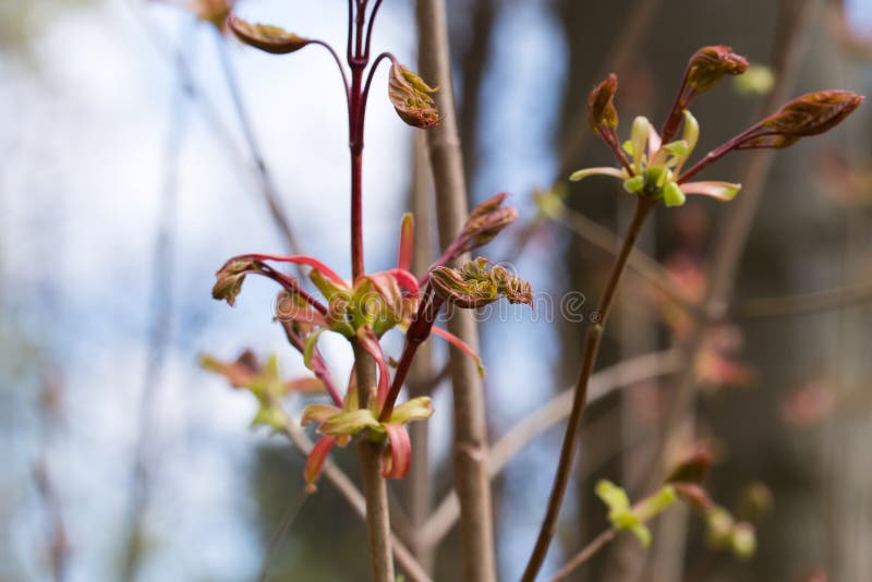 Box Elder Acer Negundo Buds and Leaves Closeup Selective Focus Stock ...