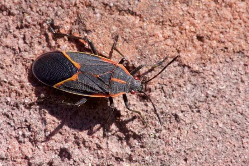 Box Elder Bug 810383 stock photo. Image of pests, elder - 195940900