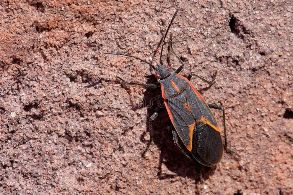 Box Elder Bug 810391 stock image. Image of rhopalidae - 195940911