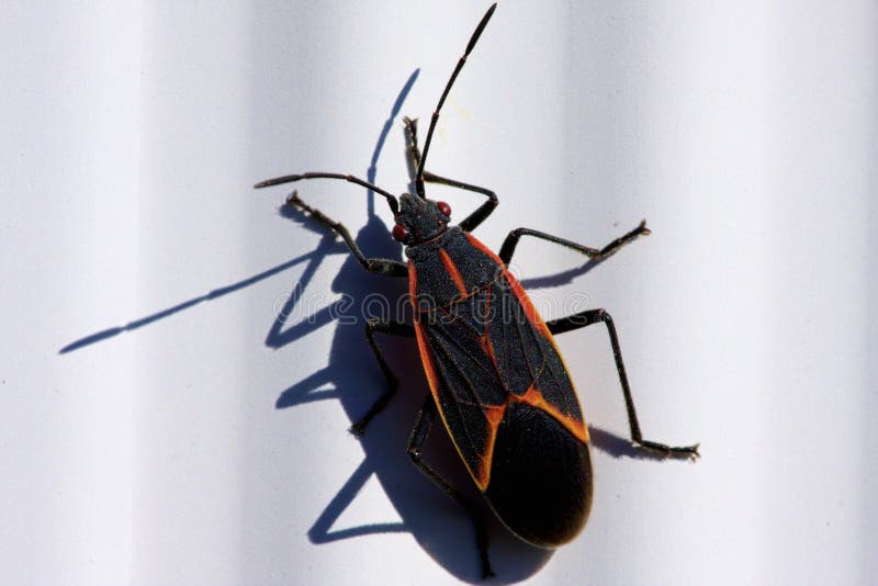 Box Elder Bug 810356 stock image. Image of pests, light - 195940885