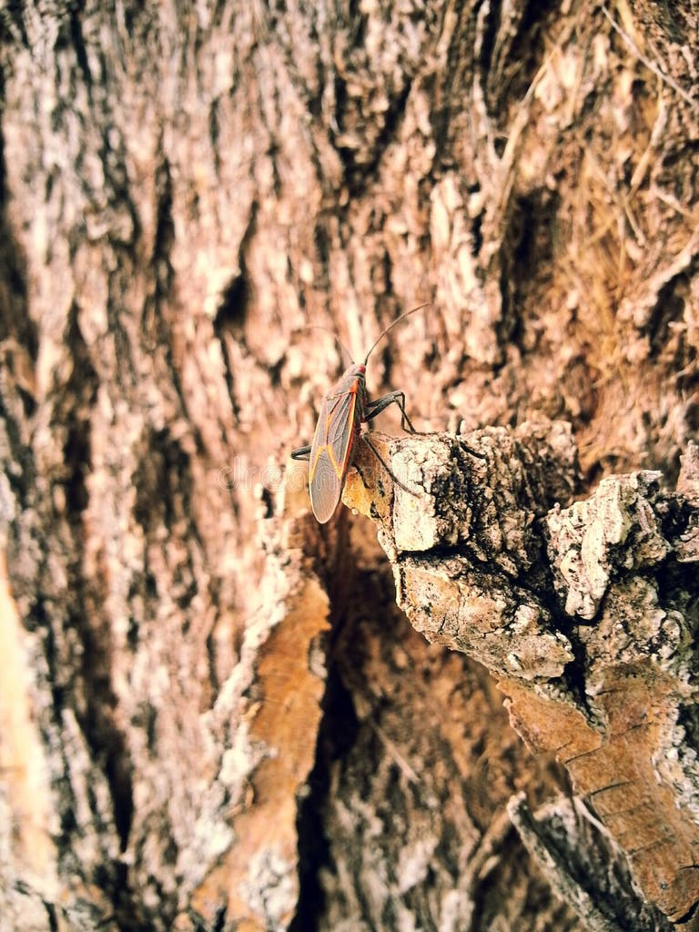 1,409 Box Elder Tree Stock Photos - Free & Royalty-Free Stock Photos ...