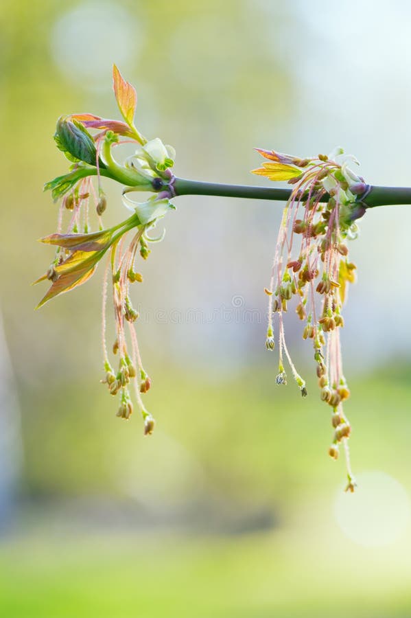 Male Flowers of Box Elder Acer Negundo in Springtime, Long Stamens ...