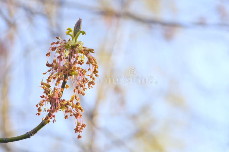 Male Flowers of Box Elder Acer Negundo in Springtime, Long Stamens ...