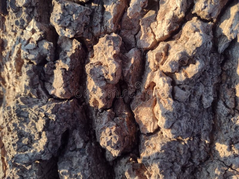 Box Elder Tree Bark stock image. Image of branch, formation - 242944527