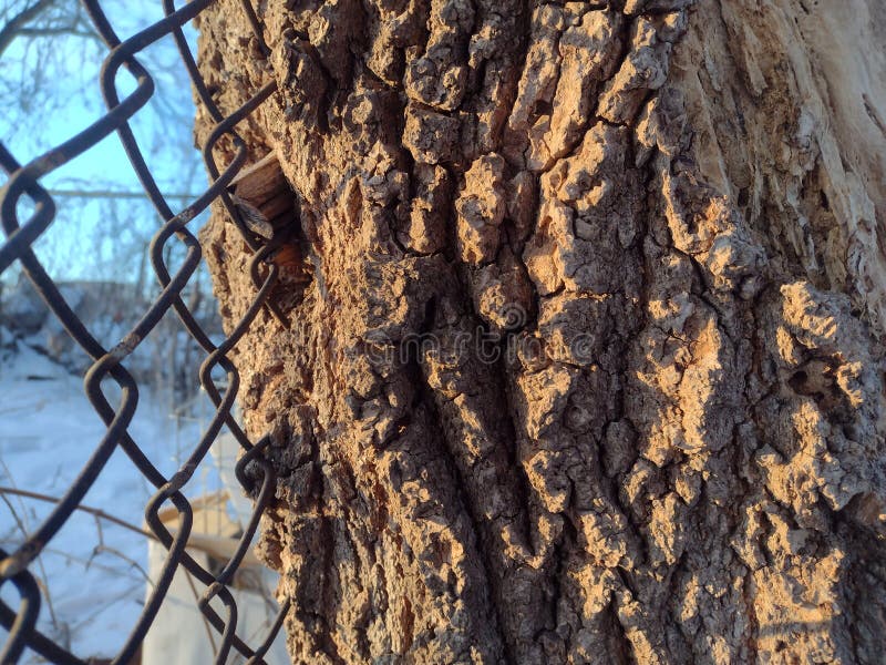 Box Elder Tree Bark stock photo. Image of spring, wildlife - 242944522