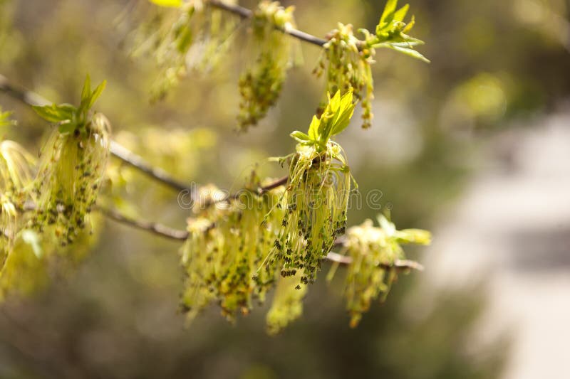 340 Maple Tree Seed Pods Stock Photos - Free & Royalty-Free Stock ...