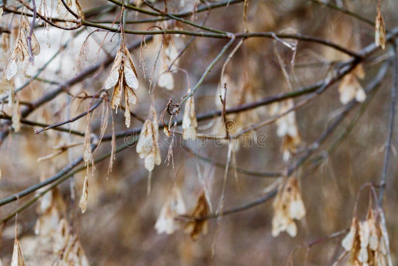 Box Elder Tree Seeds Hang from the Branches in Early Winter; Stock ...