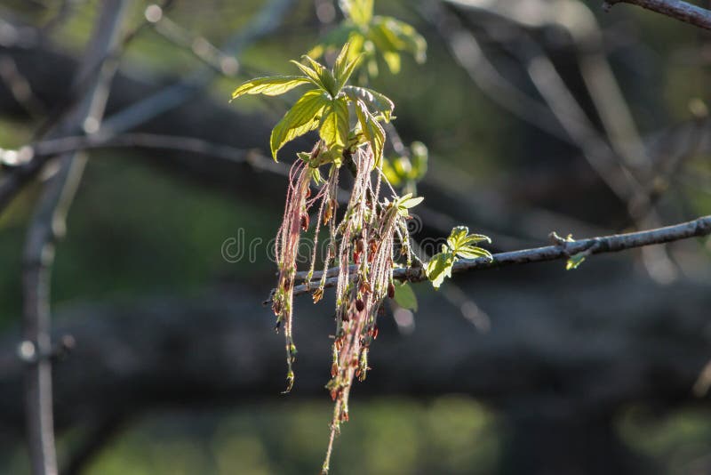 Box Elder Tree in the Sun stock image. Image of flora - 185282797