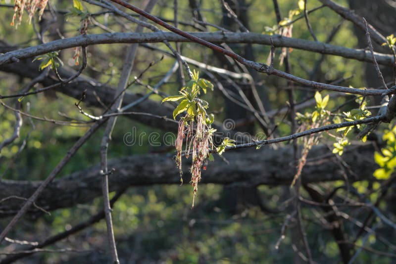 Box Elder Tree in the Sun stock image. Image of leaves - 185282801