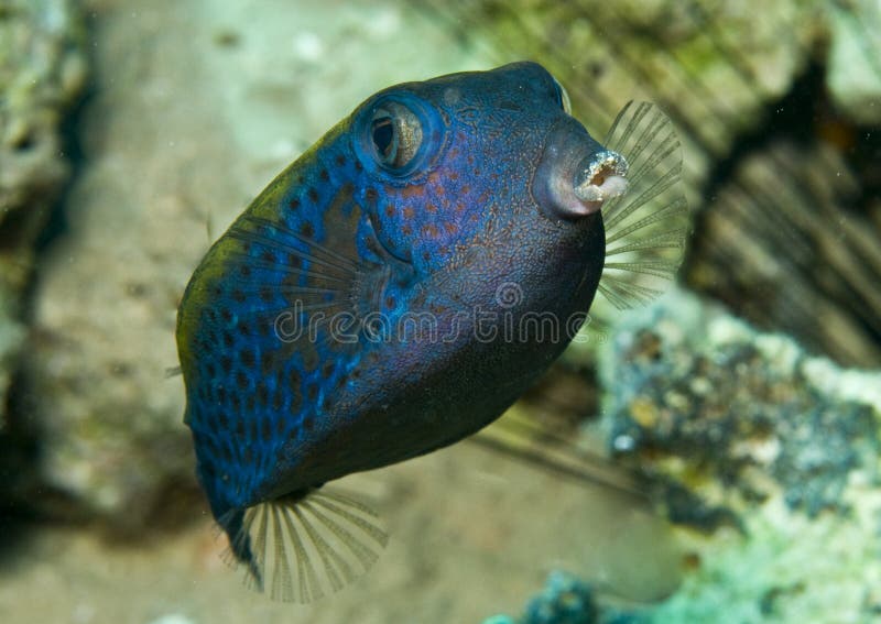 3,326 Colorful Spotted Reef Fish Stock Photos - Free & Royalty-Free ...