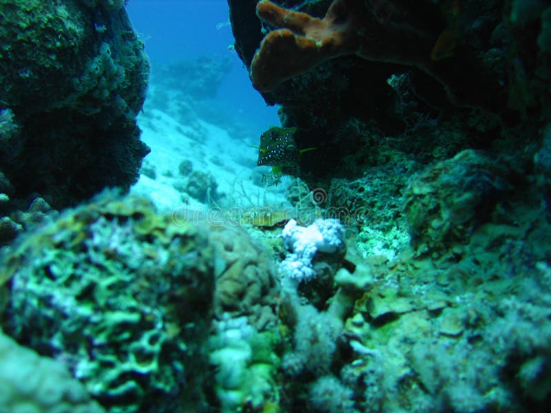 Box fish stock photo. Image of preserve, resort, decompression - 1326378