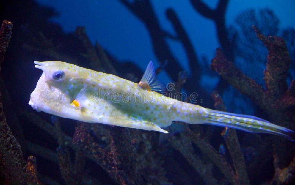 Box Fish stock photo. Image of marine, fish, aquarium - 28380736