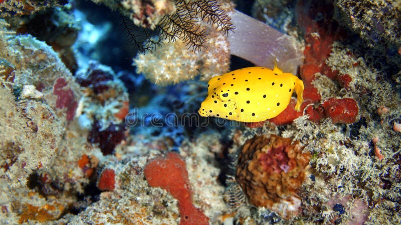 Box fish Maldives stock photo. Image of underwater, fish - 272518684