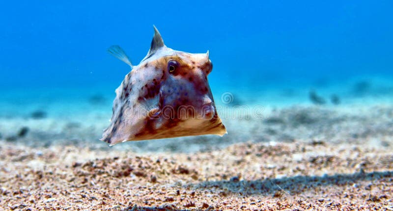 Box fish in Red sea stock photo. Image of life, eilat - 91365212